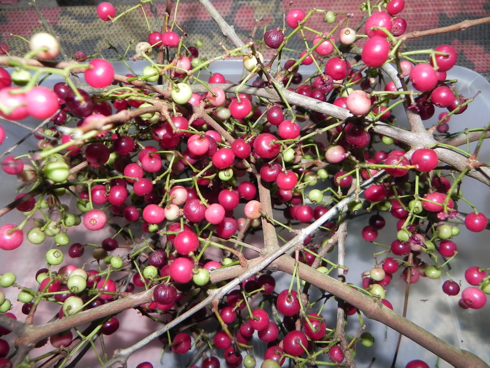 VISUAL DIARY: serai kayu...hmmm...awet muda wei.