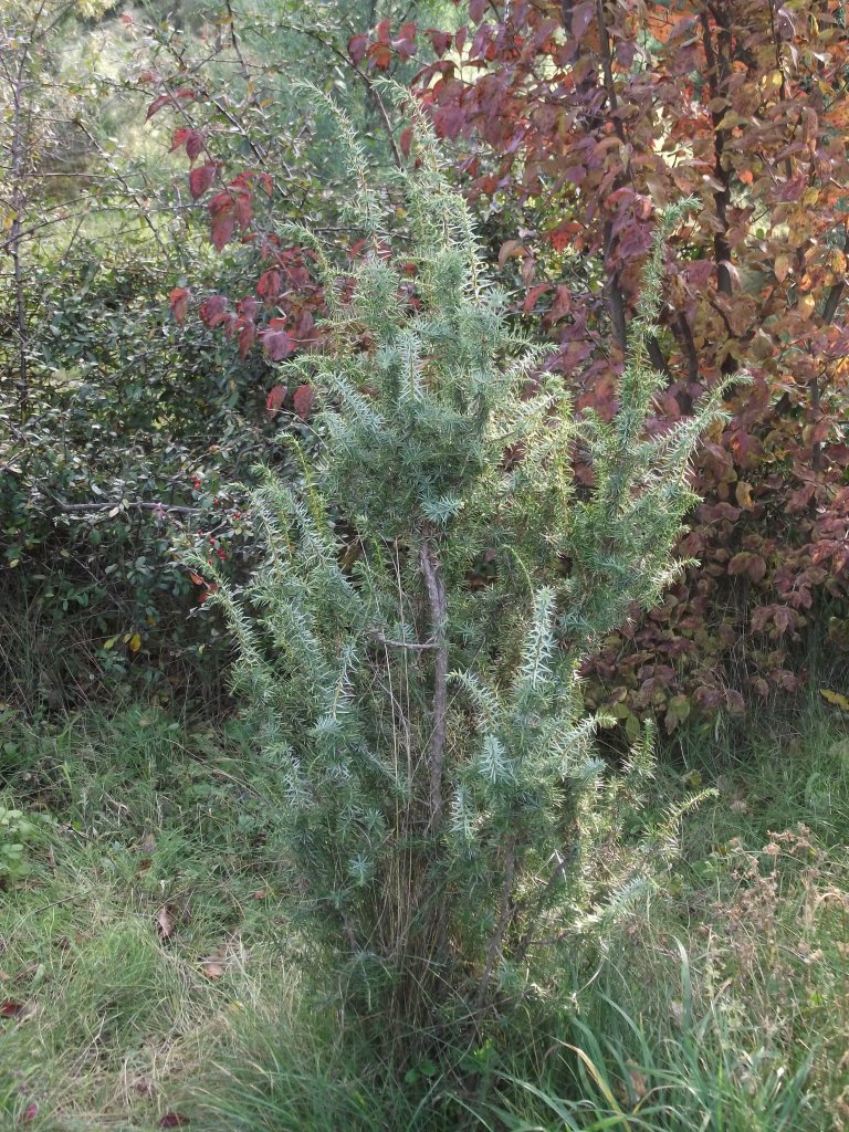 Fenntartható Egészség: Boróka – egy igazán vad gyümölcs