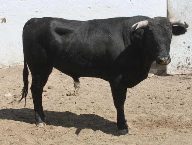 Página Oficial: Novillos de la Ganaderia Rosas Viejas
