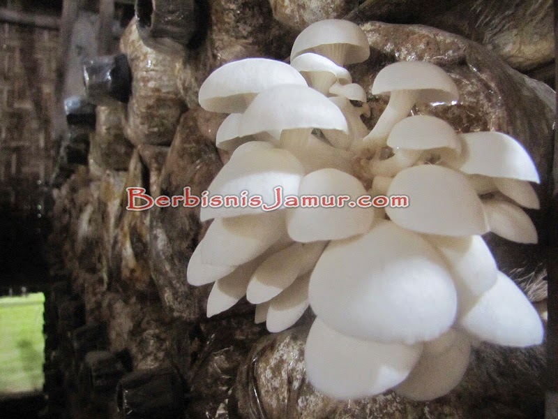 Perkembangan Jamur Indonesia ~ Berbisnis Jamur