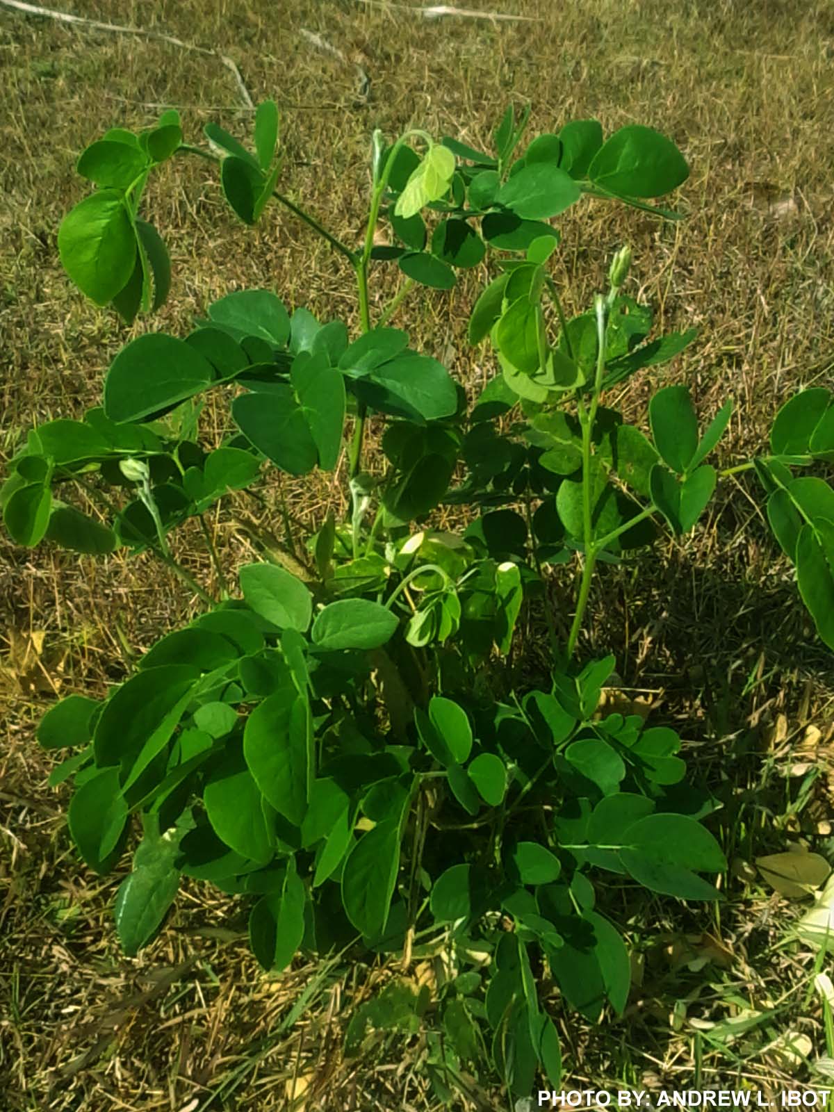 Ako si ANDREW IBOT!: Akapulko - Halamang Gamot / Herbal Medicine