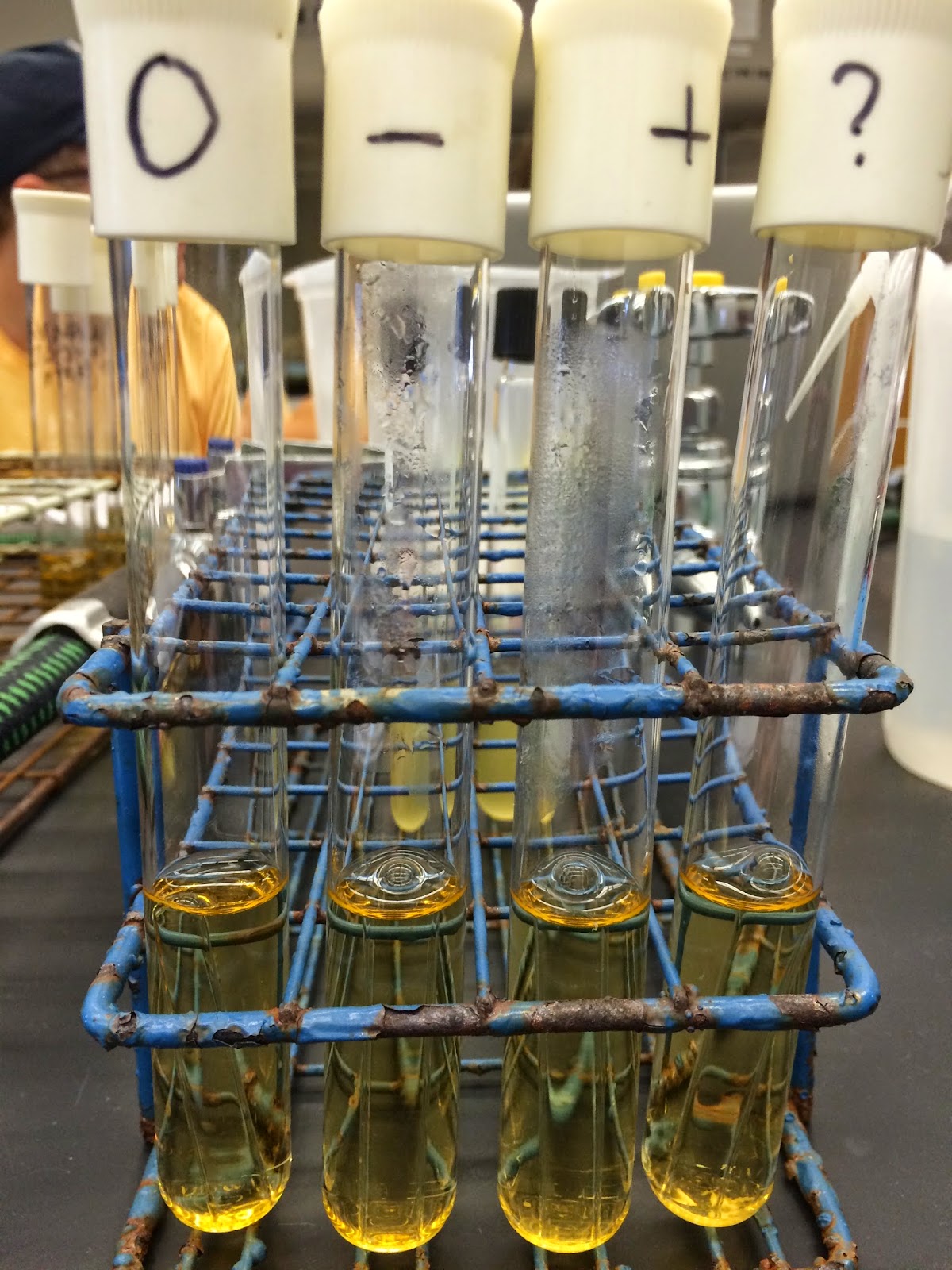 Soil Microbiology : Blog Post #8