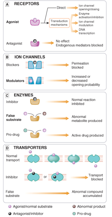 Pharmacology (Basics): Mechanism of drug action - Pharma All-in-One