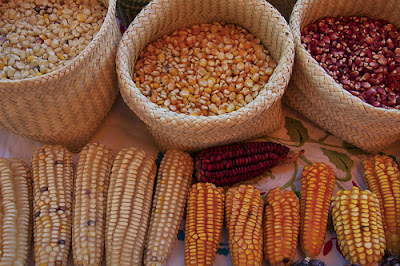 The Arroyo Sage: Indigenous Influences on Mexican Culture