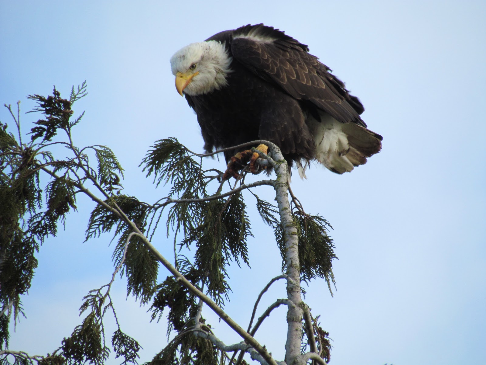 Scene Through My Eyes: Eagle in a Tree