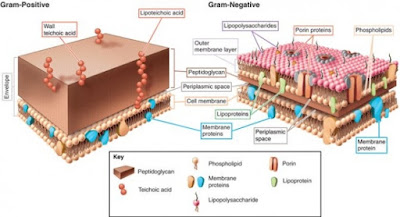 What is gram-negative bacteria? ~ Biological Science Help Blog ...