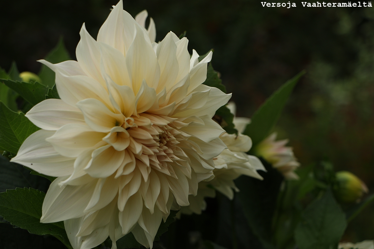 Versoja Vaahteramäeltä : Daalia-rakkaus