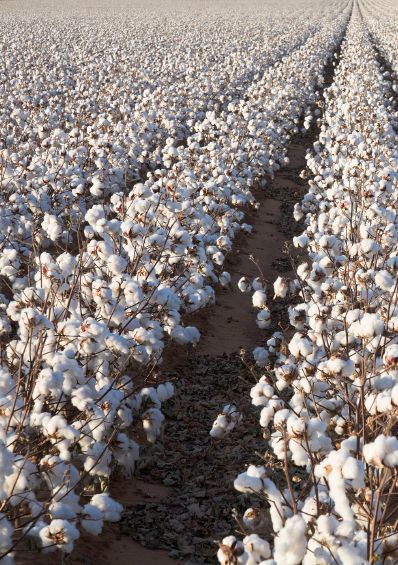 Cotton Season