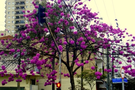 IPÊ Roxo 7 Folhas