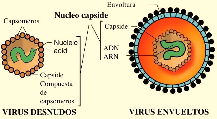 Bioquímica Diagnóstica BQD-YAI: Componentes virales y nomenclatura