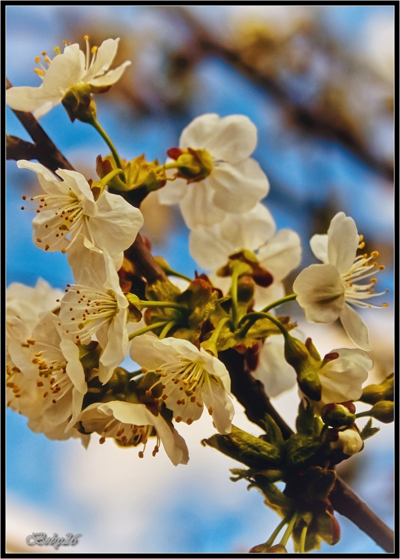 Boby M: Sadna drevesa v pomladnih cvetovih