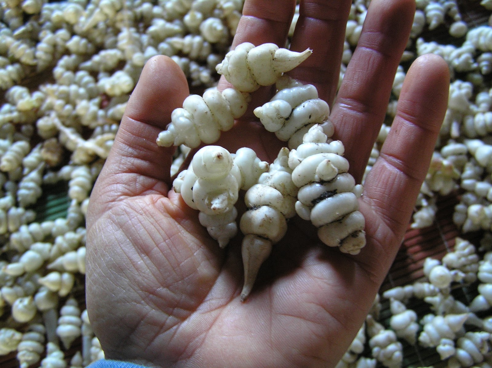 Rare Edible Root Crops: My chinese artichoke