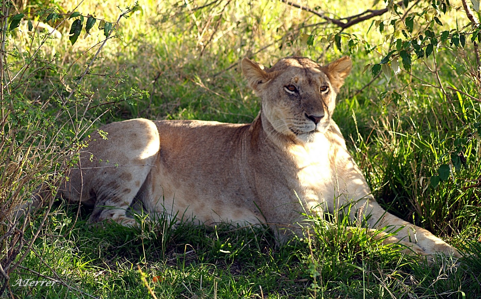 BLOG DE ATERRER : navegando por la vida.: EL REY LEÓN. El ciclo de la vida.