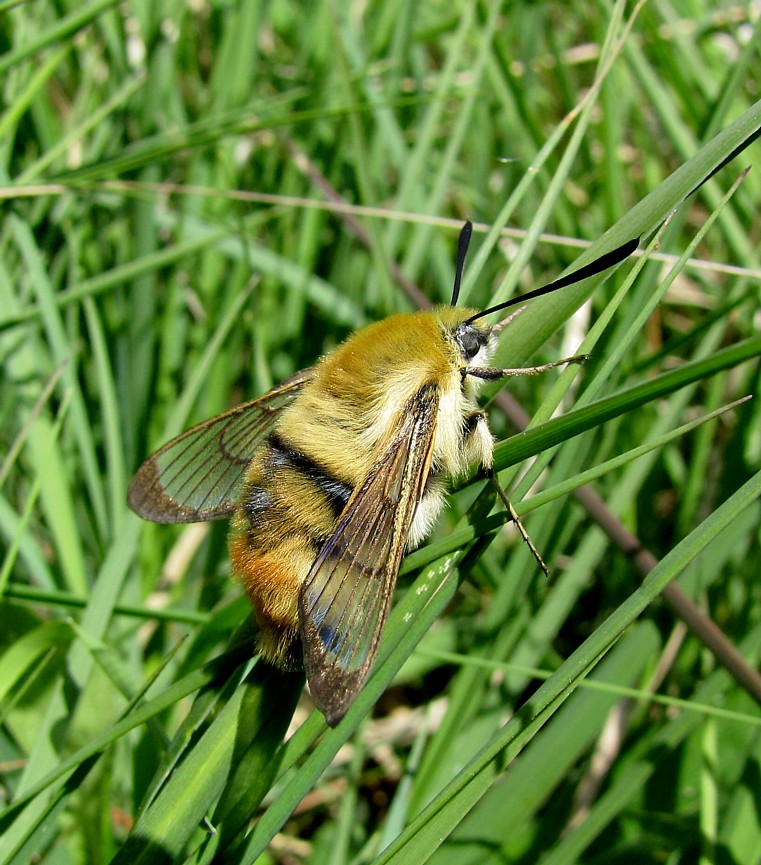 Wildwings and Wanderings: Narrow-Bordered Bee Hawk-Moth