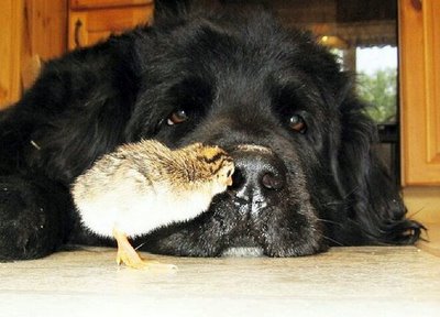 Funny Animals: Dog and Bird Friends