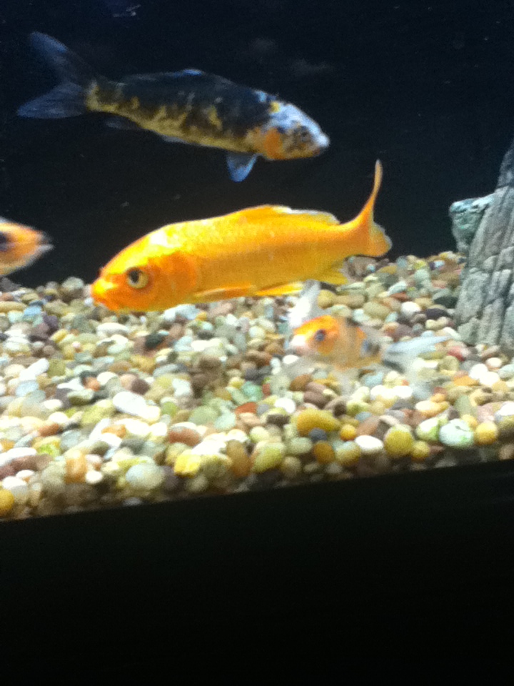 Navdeep's Biology Scavenger Hunt: 11. ANALOGOUS STRUCTURES