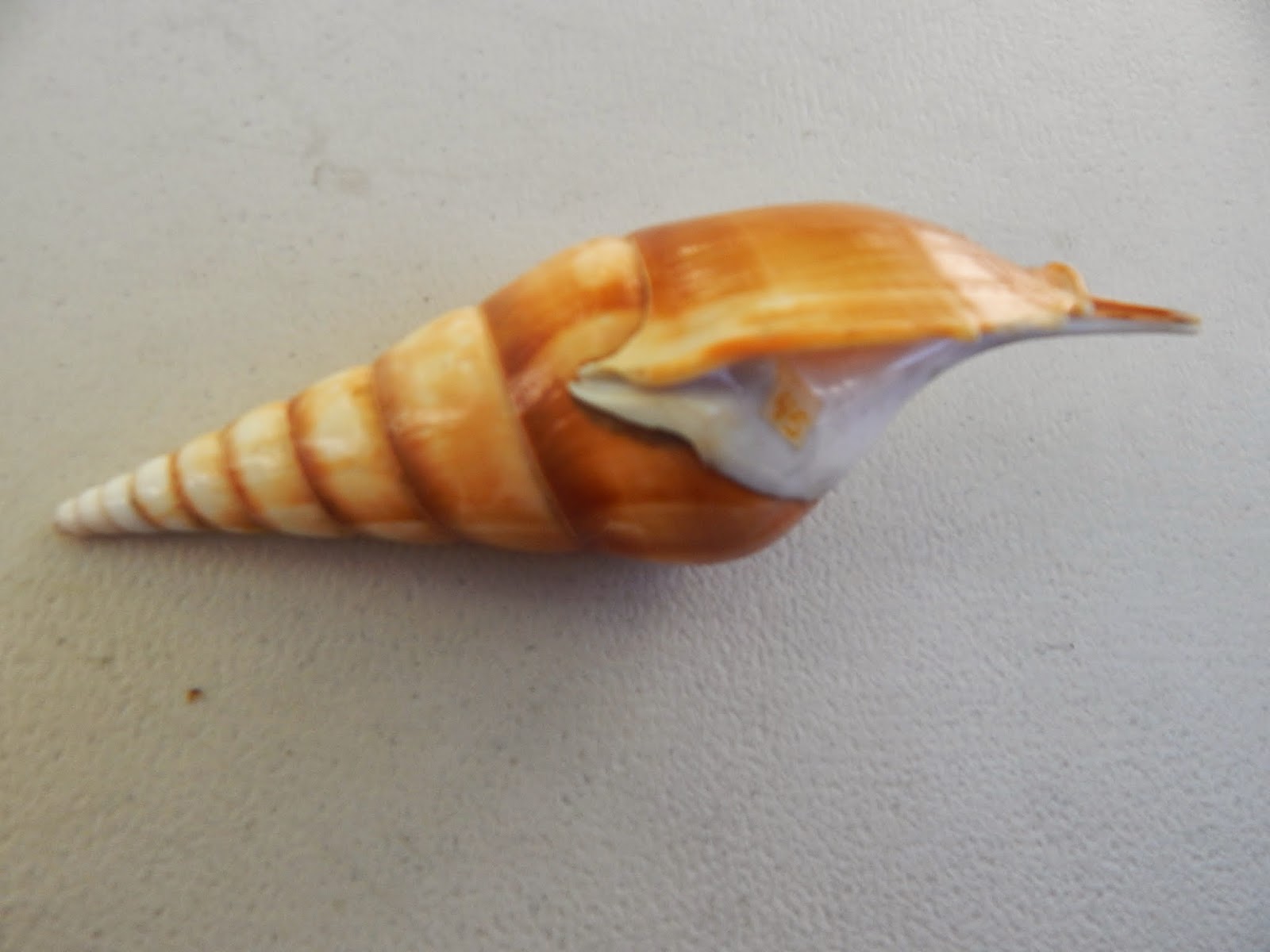 conchas y caracoles: Tibia ionsulae-chorab (Arabian tibia)