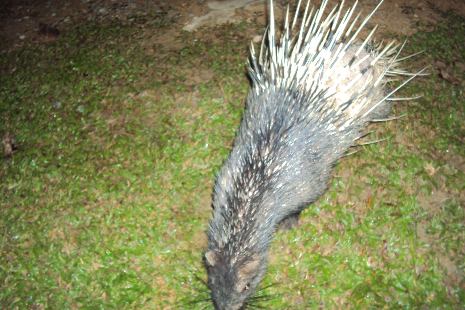BIRD GROUP TAMAN NEGARA: Landak Raya
