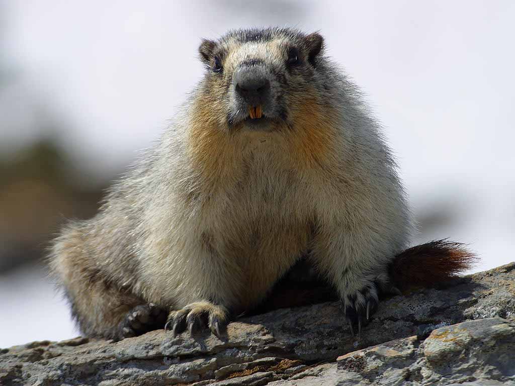 HQ Wallpapers: Marmot Wallpapers