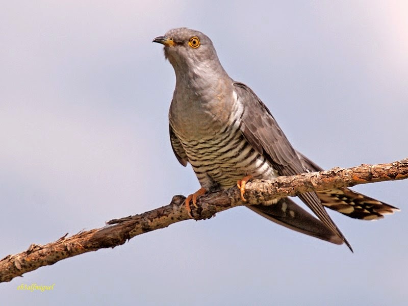 MIS AMIGAS LAS AVES: Cuco común (Cuculus canorus)