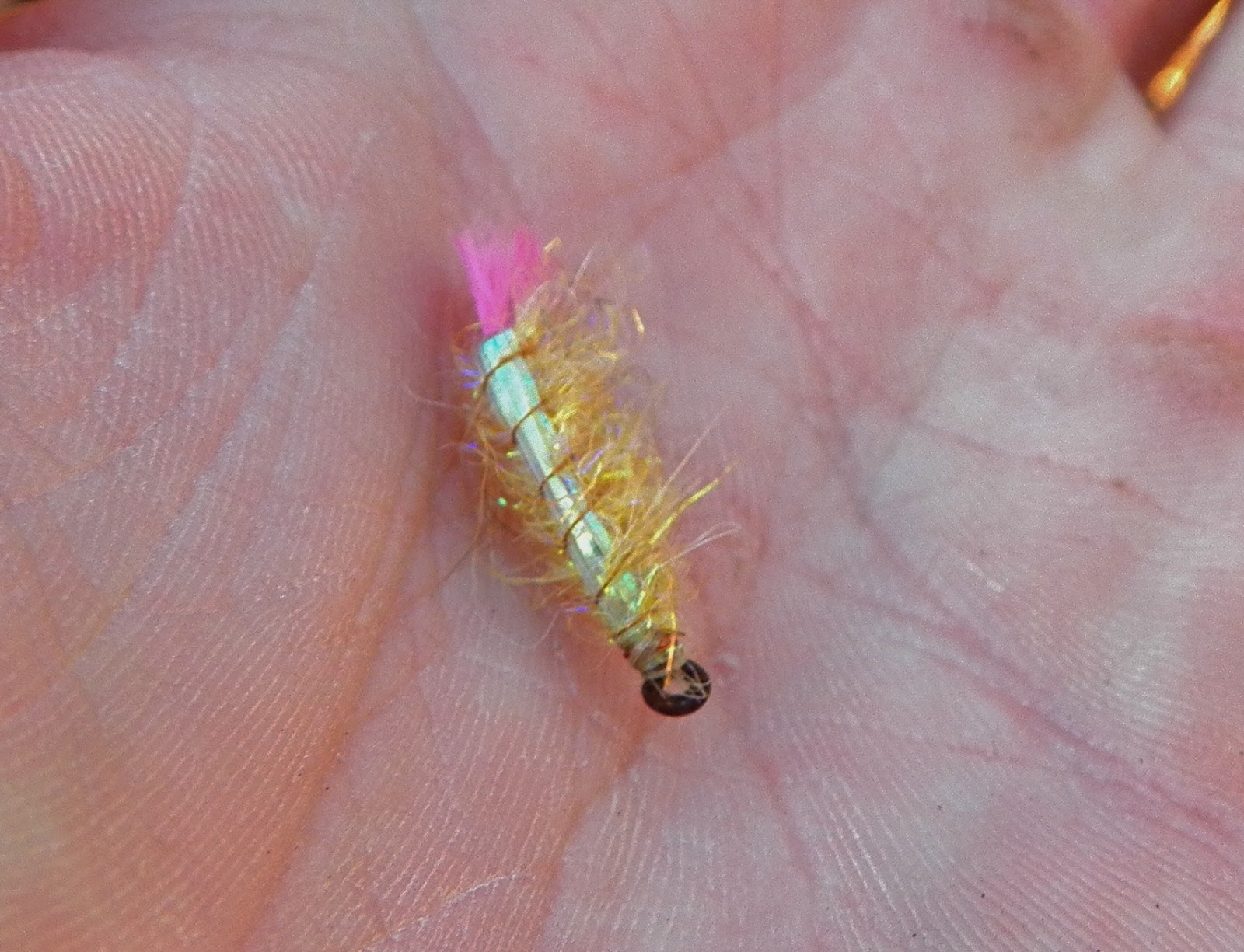 Connecticut Fly Angler: The Crazy Shrimp