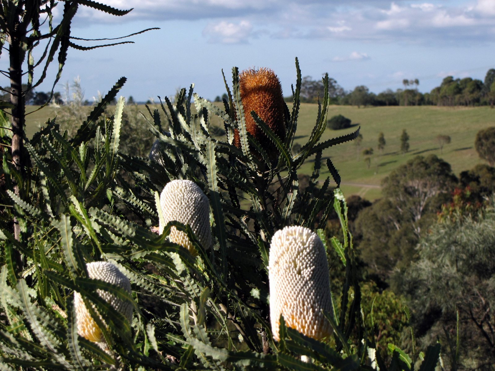 Flora Friday in Oz: The Australian Botanical Garden, Mt Annan NSW 8th ...