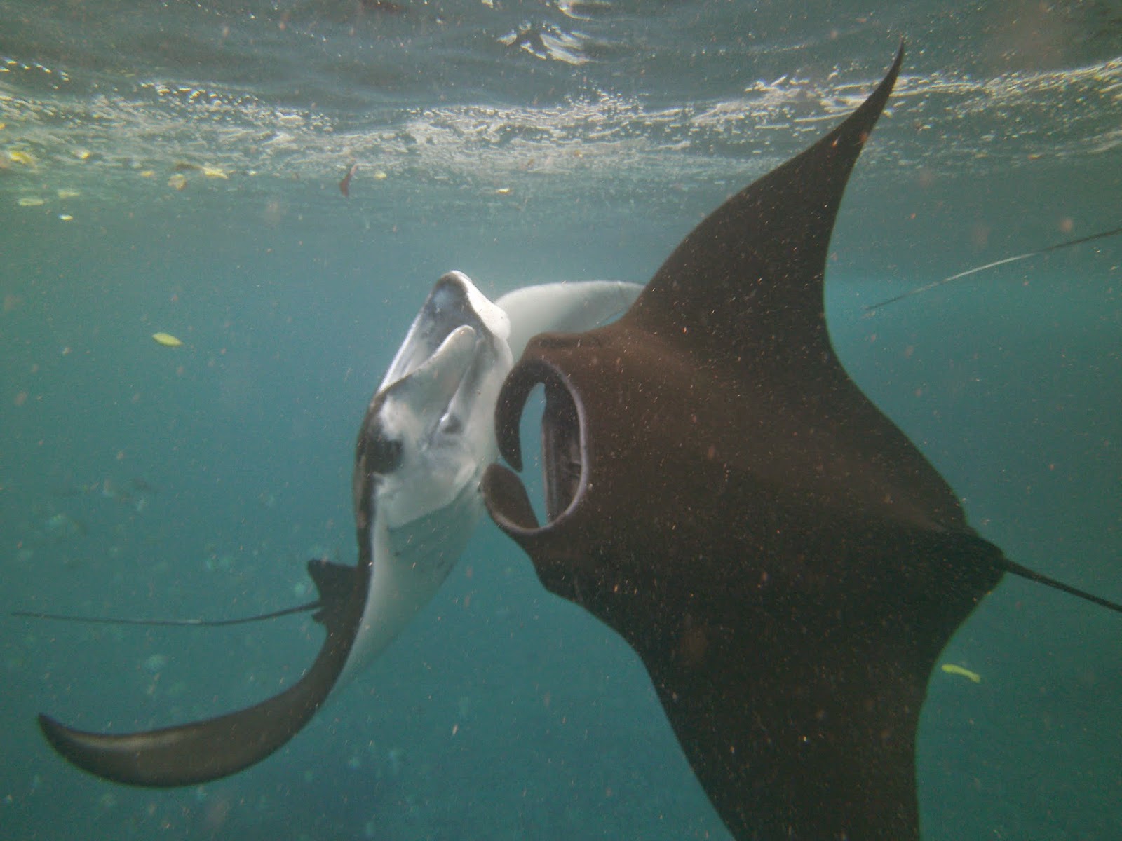 AMED SCUBA BALI DIVING CENTER # FOR THE LOVE OF DIVING: Manta in Bali