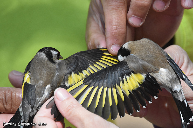Birding Catalunya: Anellament d'ocells al Parc Samà