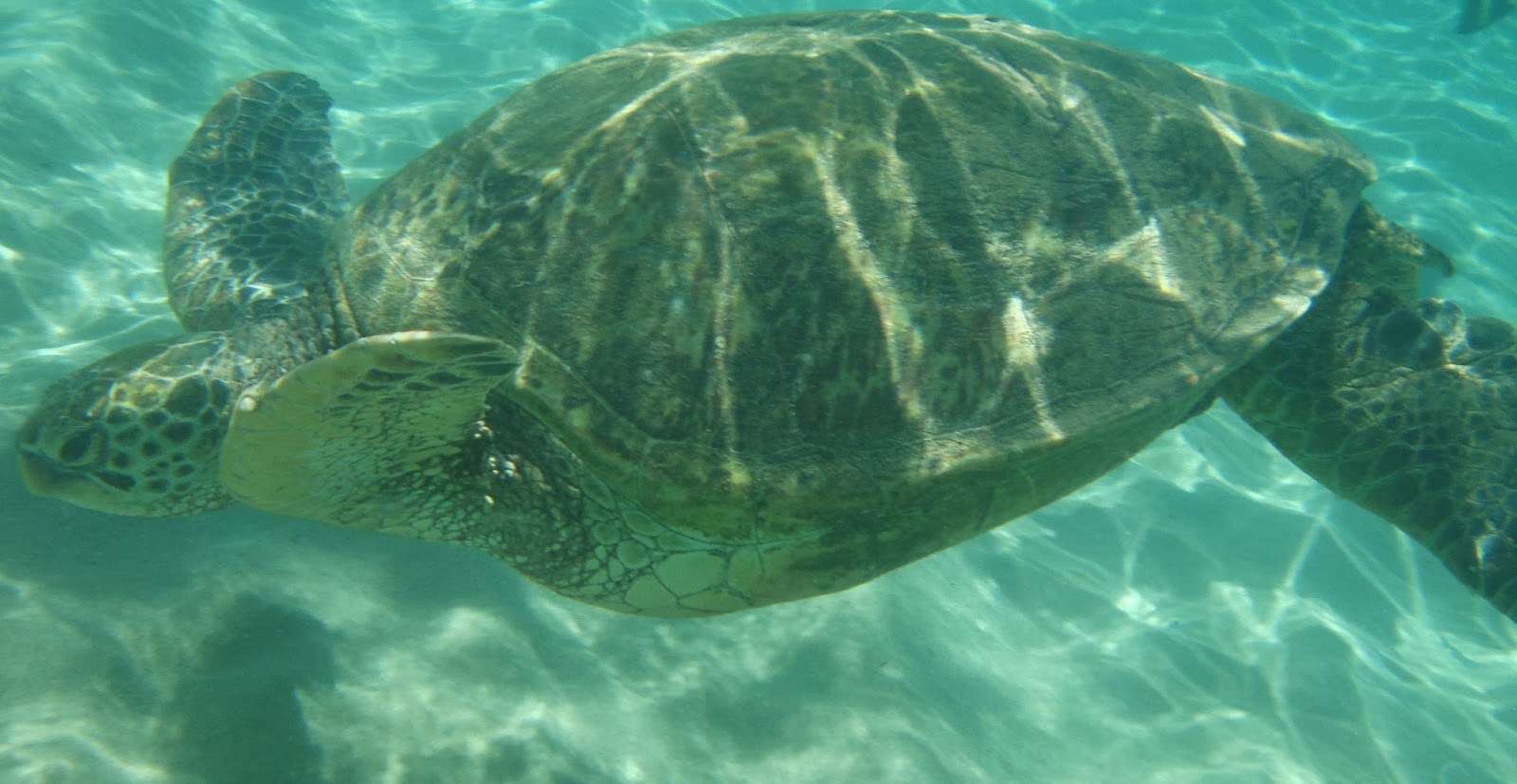 Silver Parrot: The Breaking of the Turtle Curse