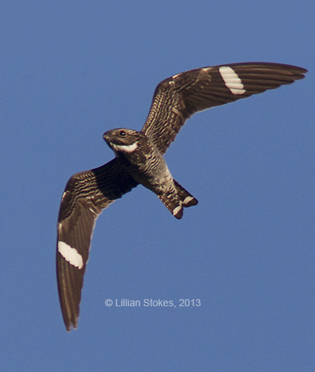 Birding Is Fun!: Epic Common Nighthawk Migration