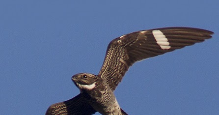STOKES BIRDING BLOG: Common Nighthawks, 2,202! - Epic flight!!