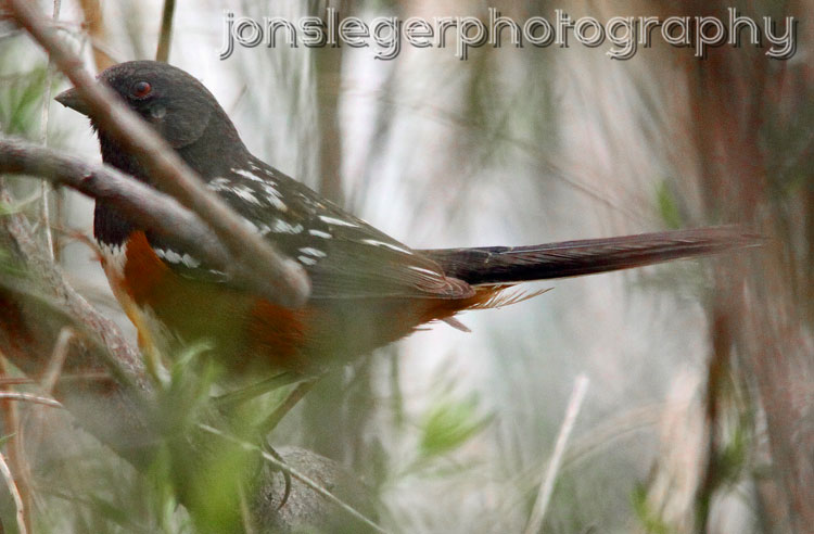 Northern Illinois Birder: Green-tailed Towhees and Spotted Towhee at ...