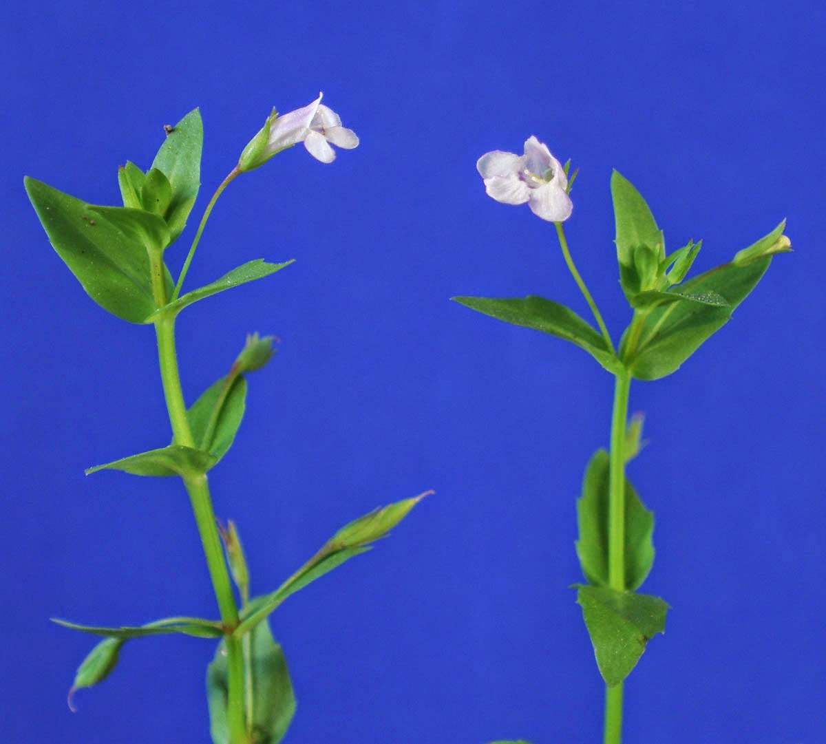 Flora de Puerto Rico Ilustrada Papo Vives: LINDERNIACEAE LINDERNIA DUBIA