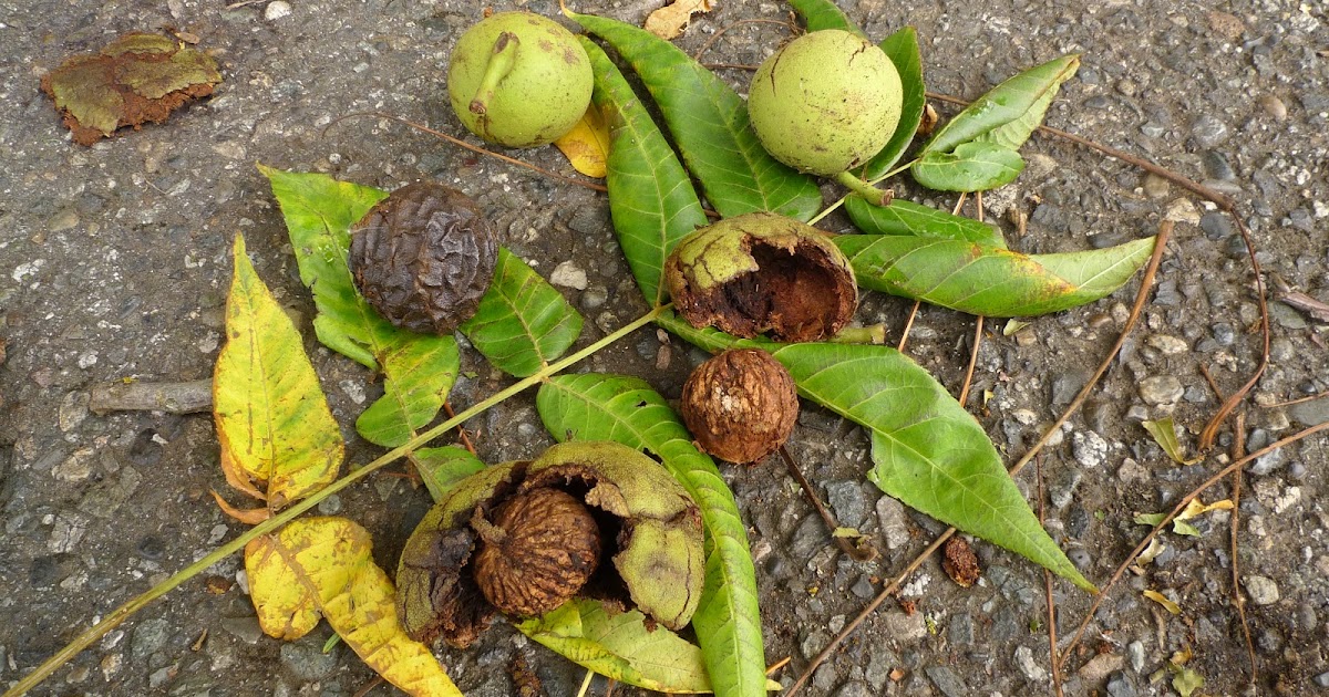 Wild Harvests: Black Walnut