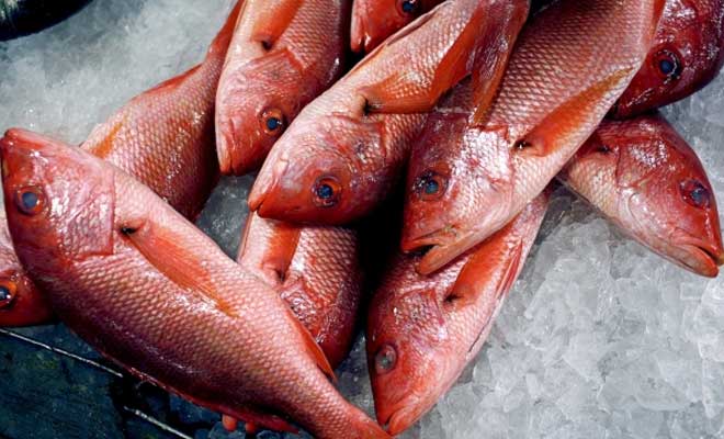 Red Snapper Fish Suppliers - Frozen Grouper Supplier, Grouper Fish ...