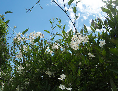 El solano (Solanum jasminoides)