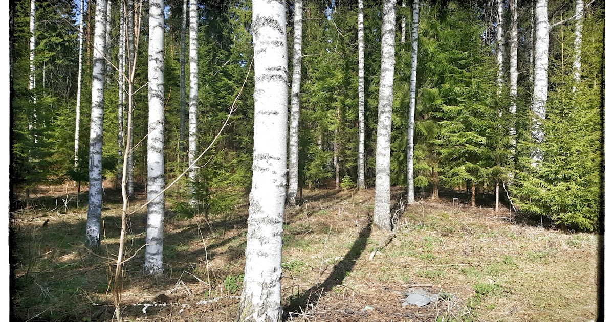 Soramäen Emäntä: Mahlaa koivusta