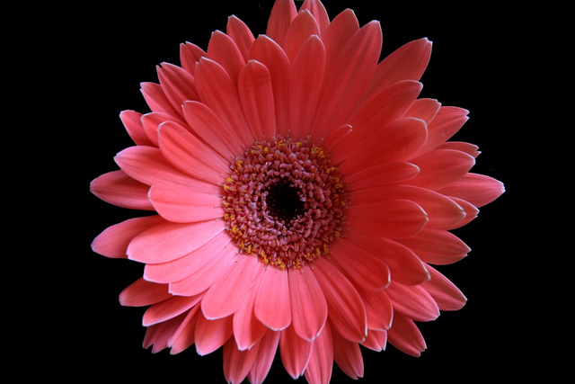 Gerbera Jamesonii Cultivars