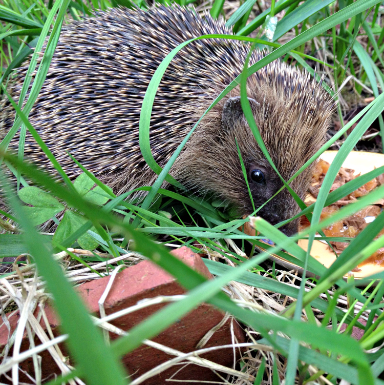 All The Live Long Day: Sad Story with Hedgehog