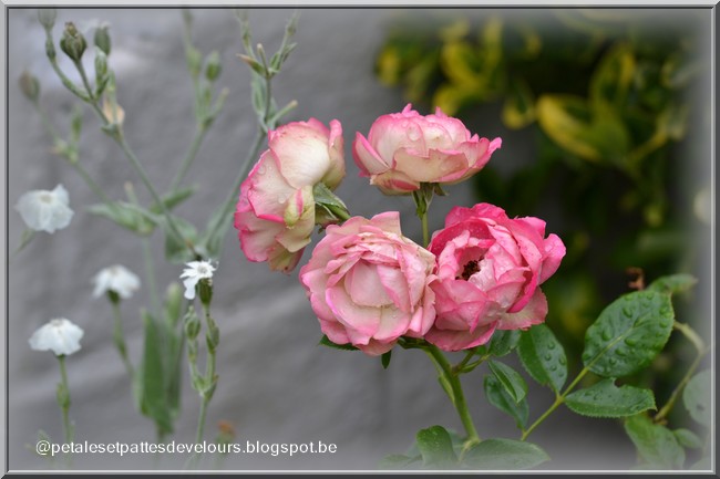 Pétales et pattes de velours: La beauté d'une rose : Acropolis
