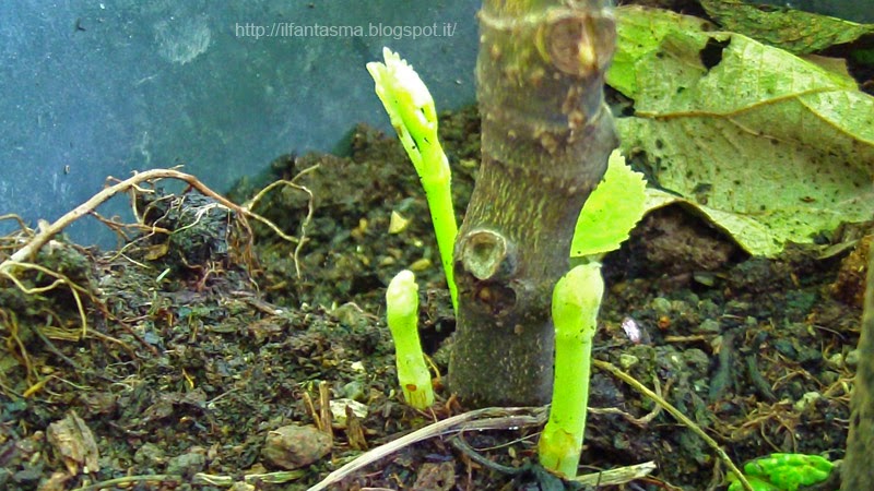 Le avventure della mia fantasia: Talea di fico nero: secondo anno