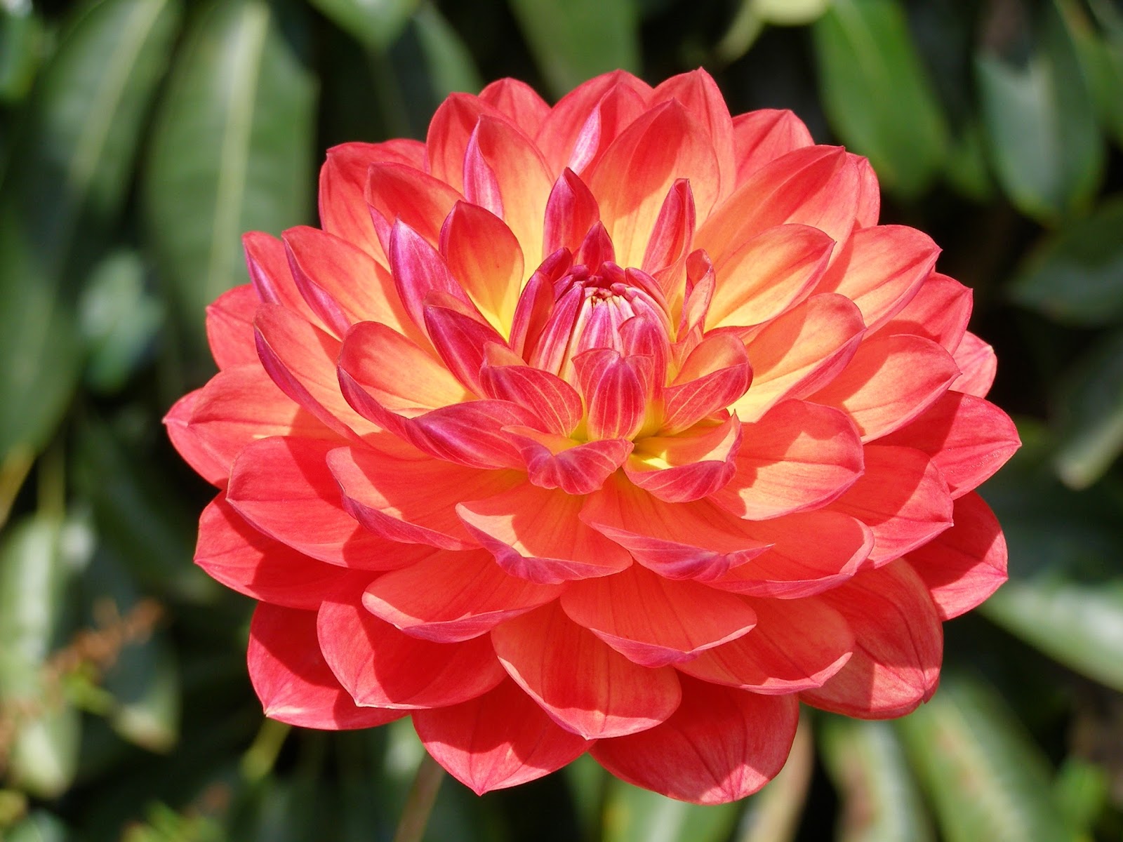 Dahlia full hd wallpaper 100% HD desktop images