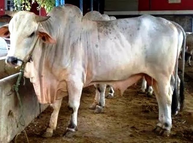 Sapi Jawa | Pembudidayaan Tumbuhan dan Peternakan