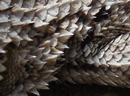 The Malibu Post: Living with Lizards