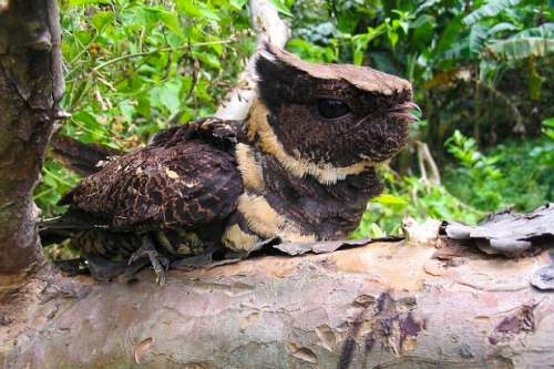 Great eared nightjar | Birds of India | Bird World