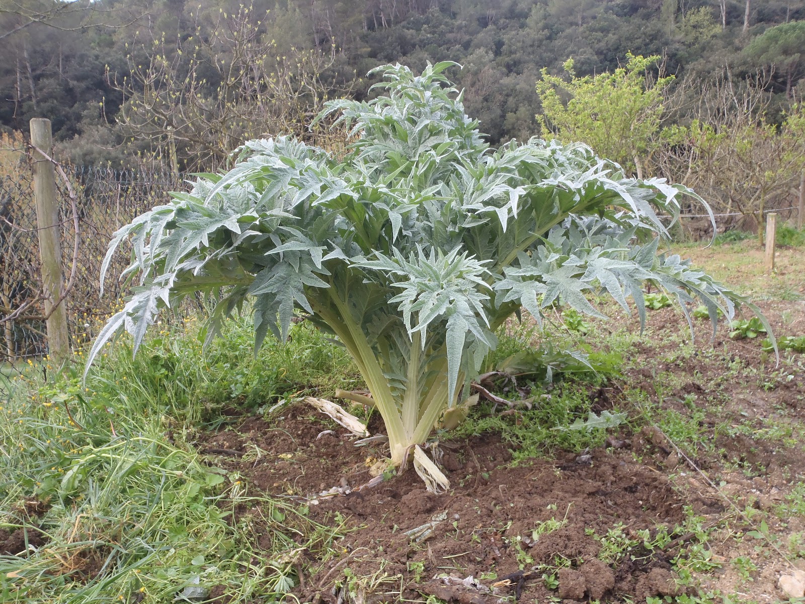 Crofting Catalunya: Eating Thistle