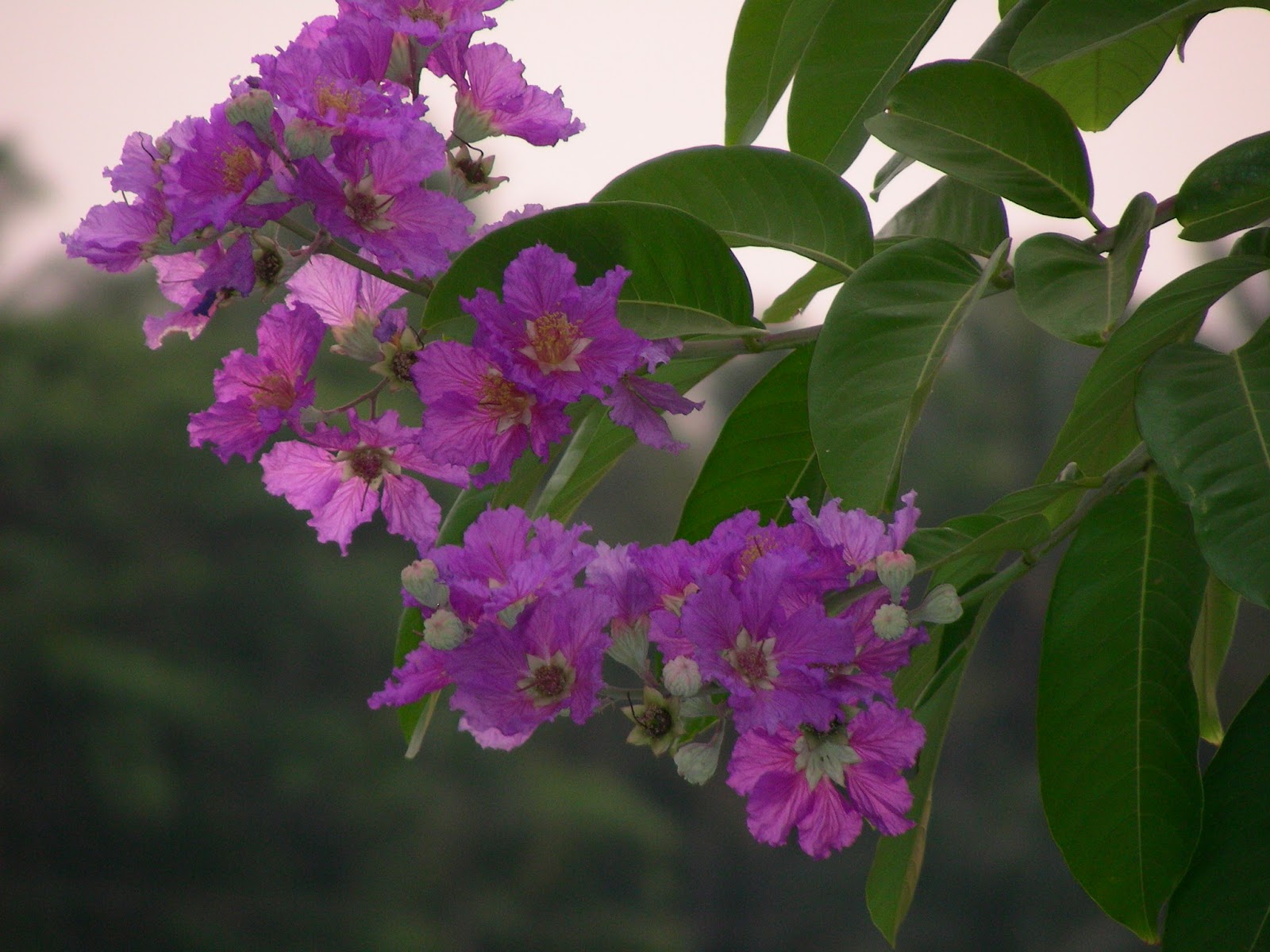 flowers and flowers: FLOWER IN TREES