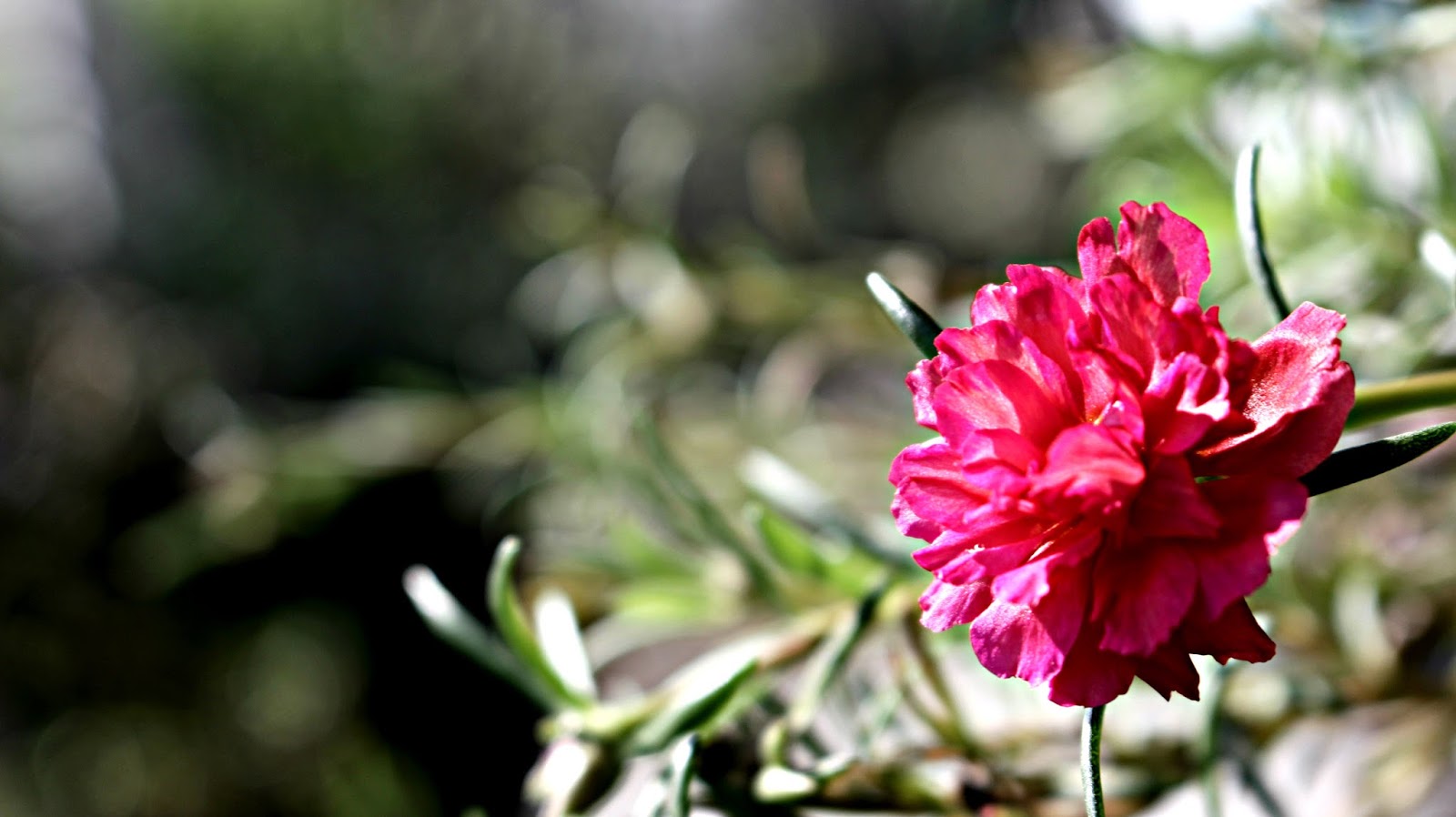 Tutorial: PENGERTIAN CONTRAST, SATURATION, SHARPNESS, DAN COLOR TONE