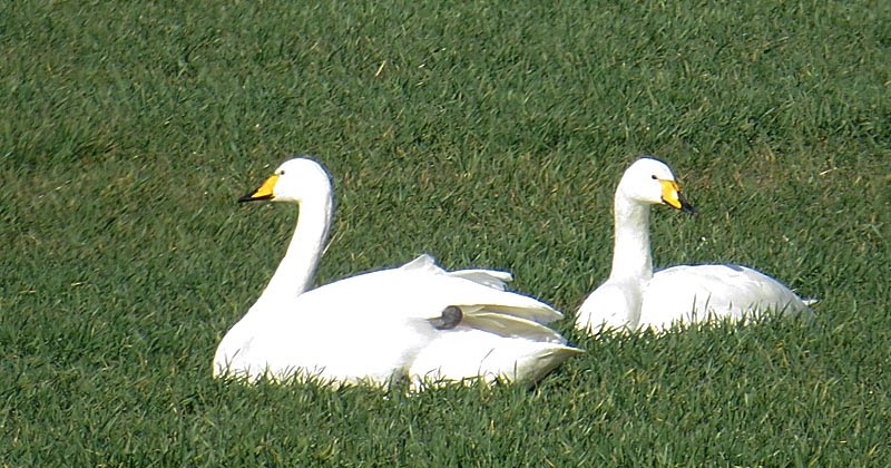 Bob the Birder: Alvecote pools - some recent highlights