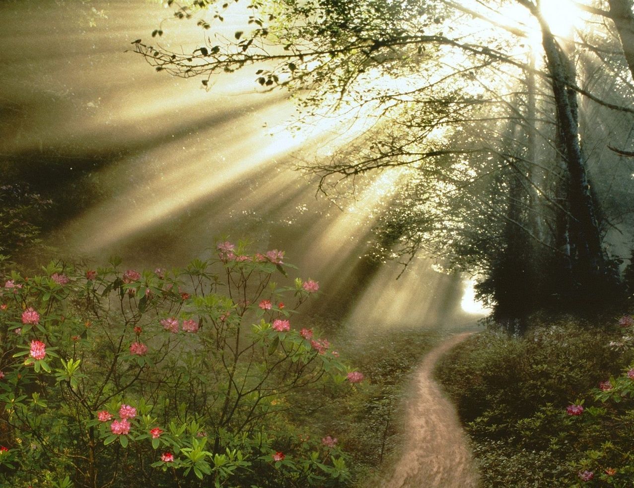 Wallpapers And Backgrounds: Nature HQ Wallpaper Set 5